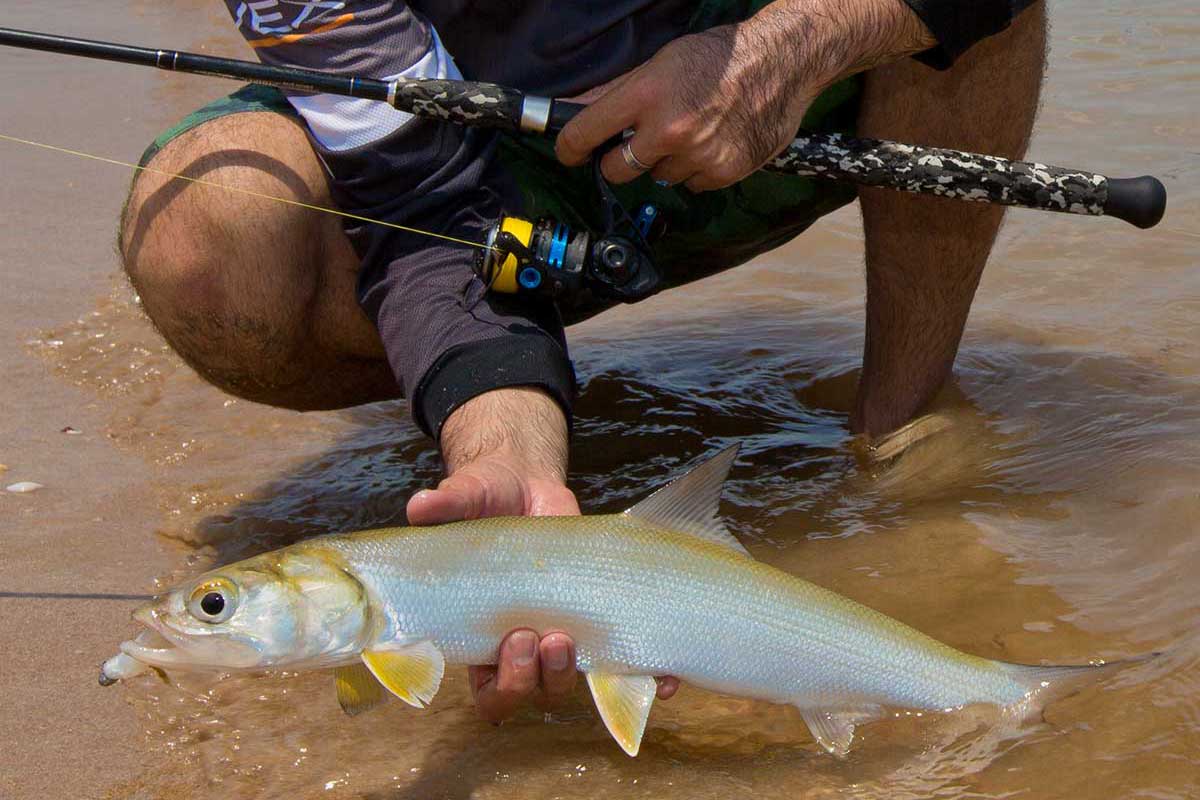 FISHING RODS – Jarvis Walker Brands